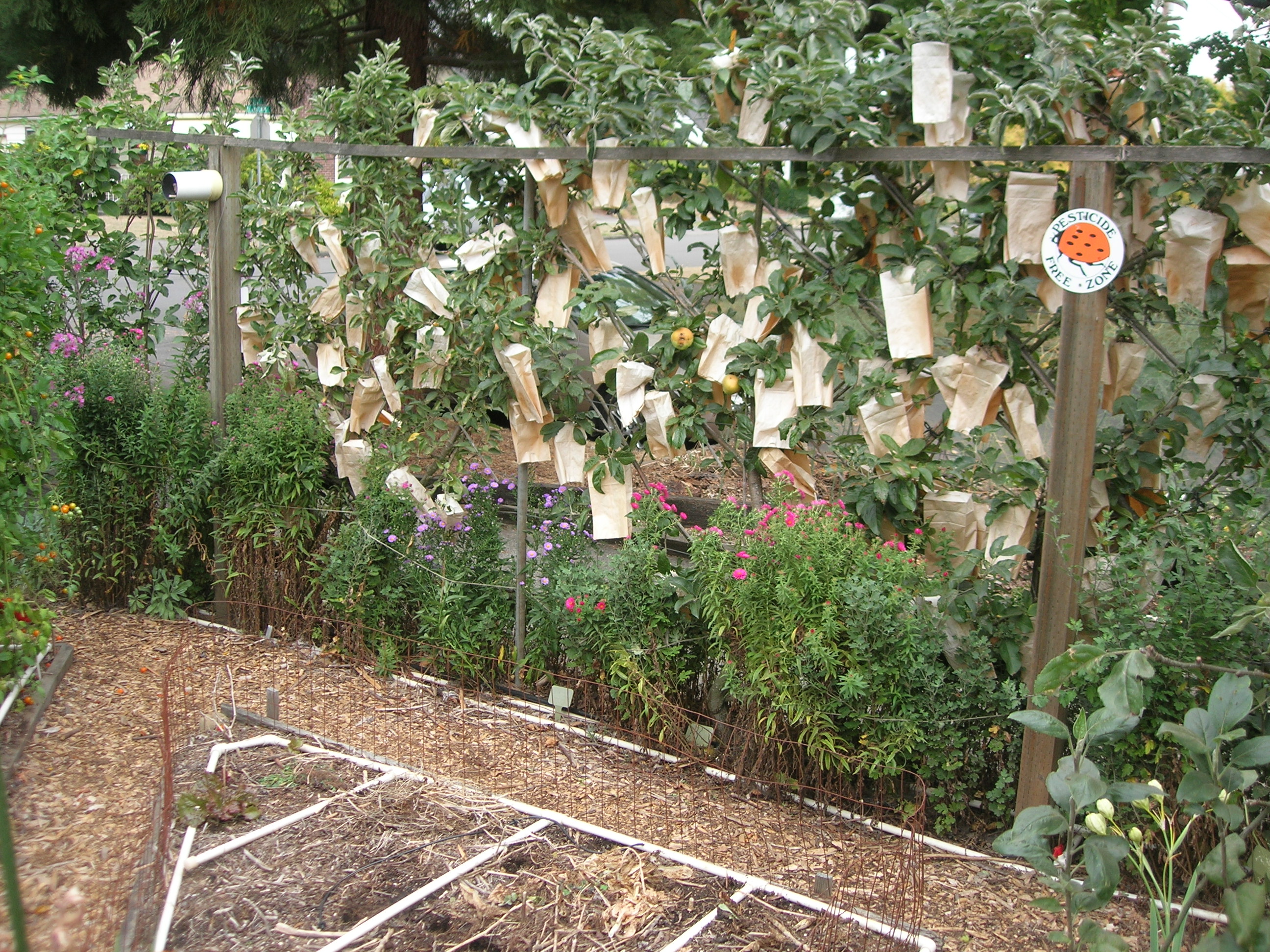 When to plant what, and bagging apples | KBOO