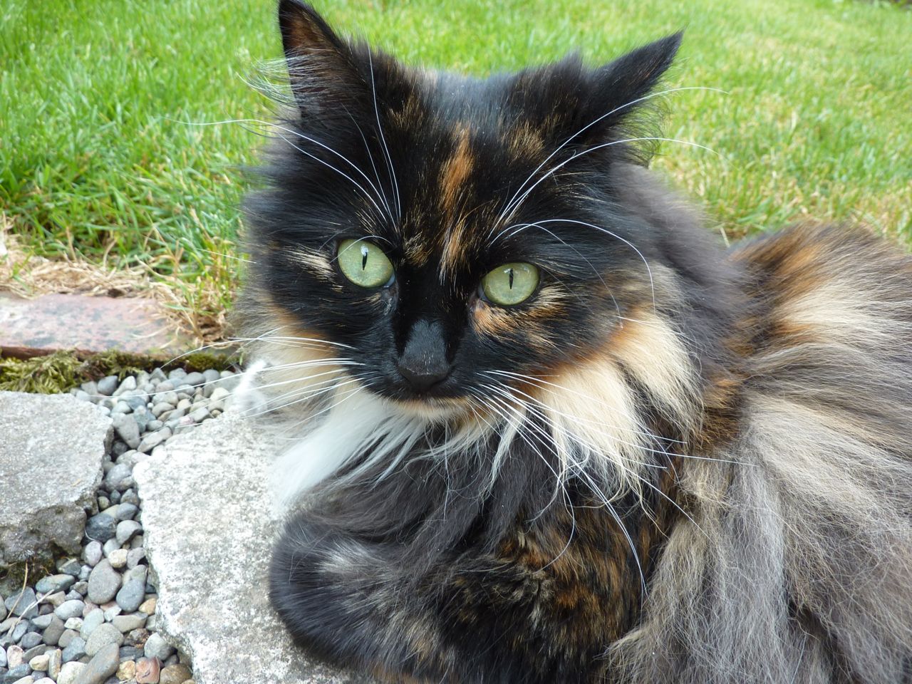 THE INNER LIFE OF CATS | KBOO