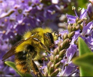 Our Native Bees | KBOO