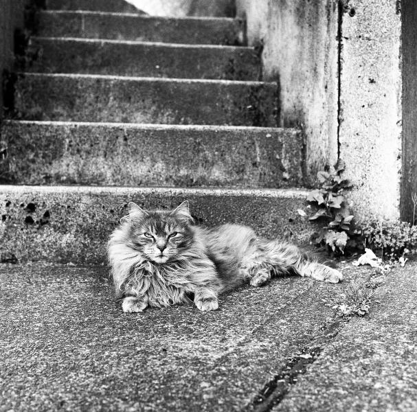 Joseph Gallivan interviews photographer Sarah Graves about her work for ...