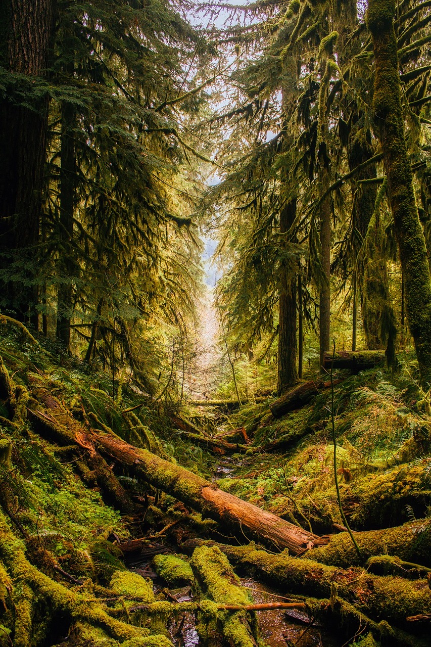 Oregon Forest Sounds | KBOO